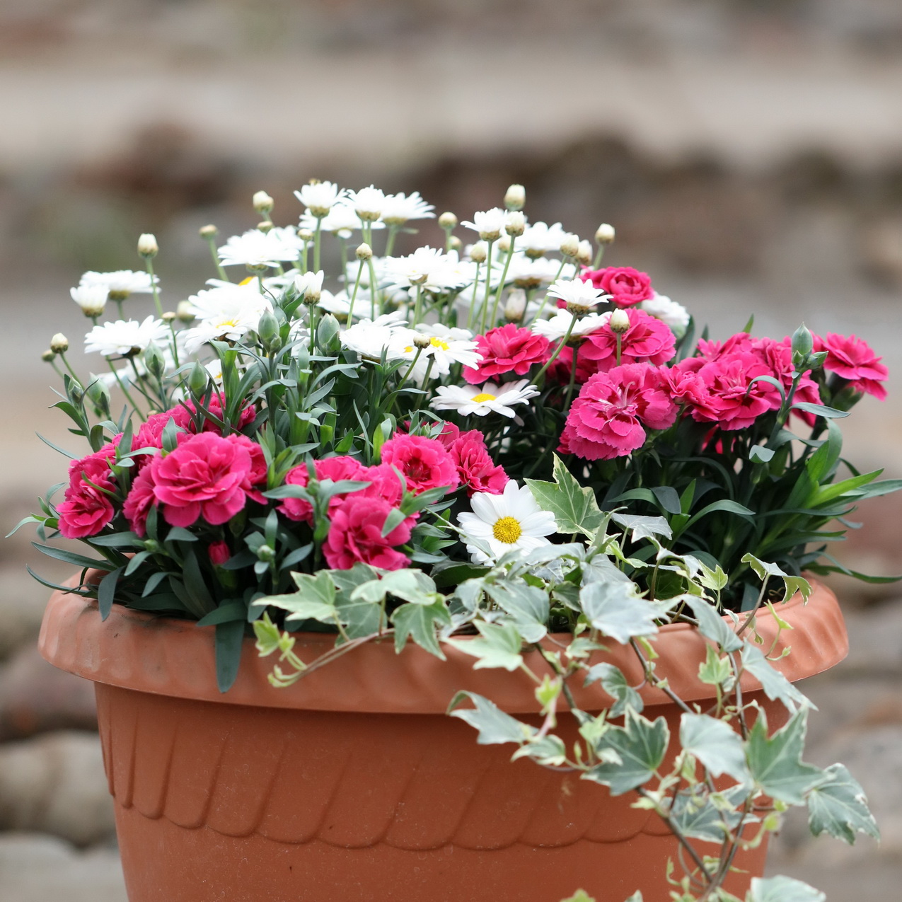 Neilikat – Laurilan Puutarha