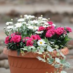 Neilikat – Laurilan Puutarha