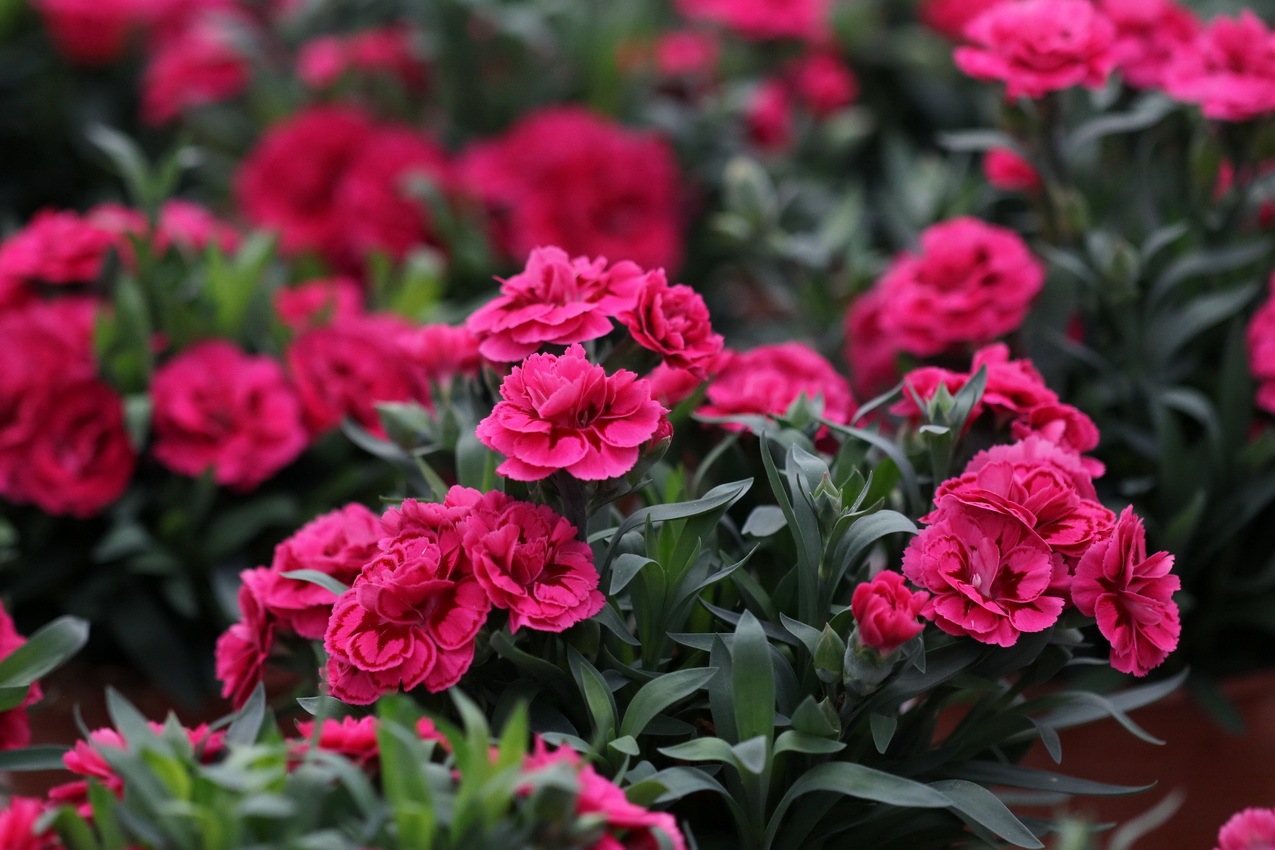 Neilikat – Laurilan Puutarha