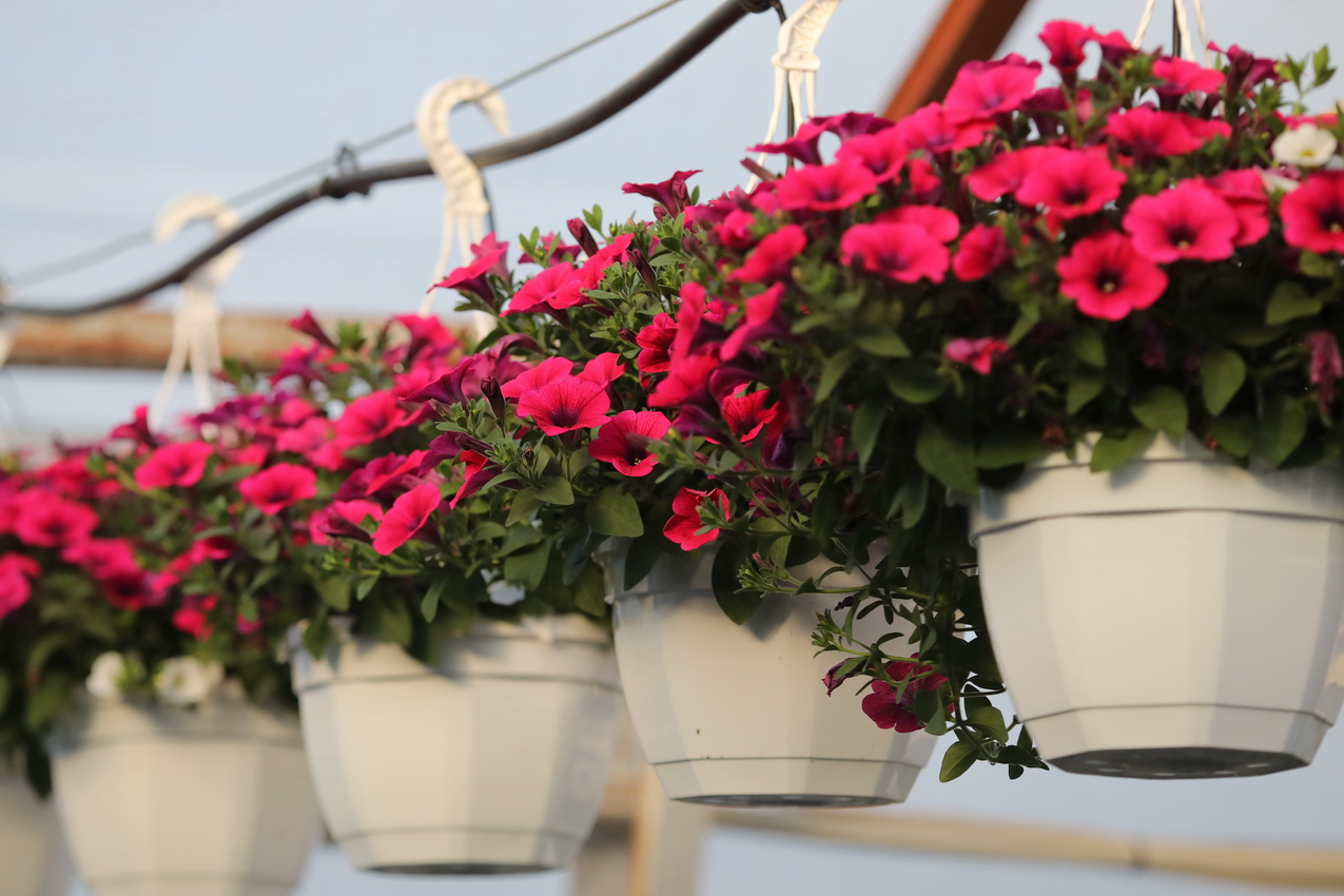 Pienikukkaiset petunia-amppelit – Laurilan Puutarha