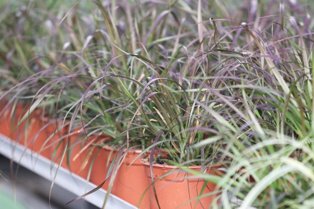 Hirssit – Laurilan Puutarha