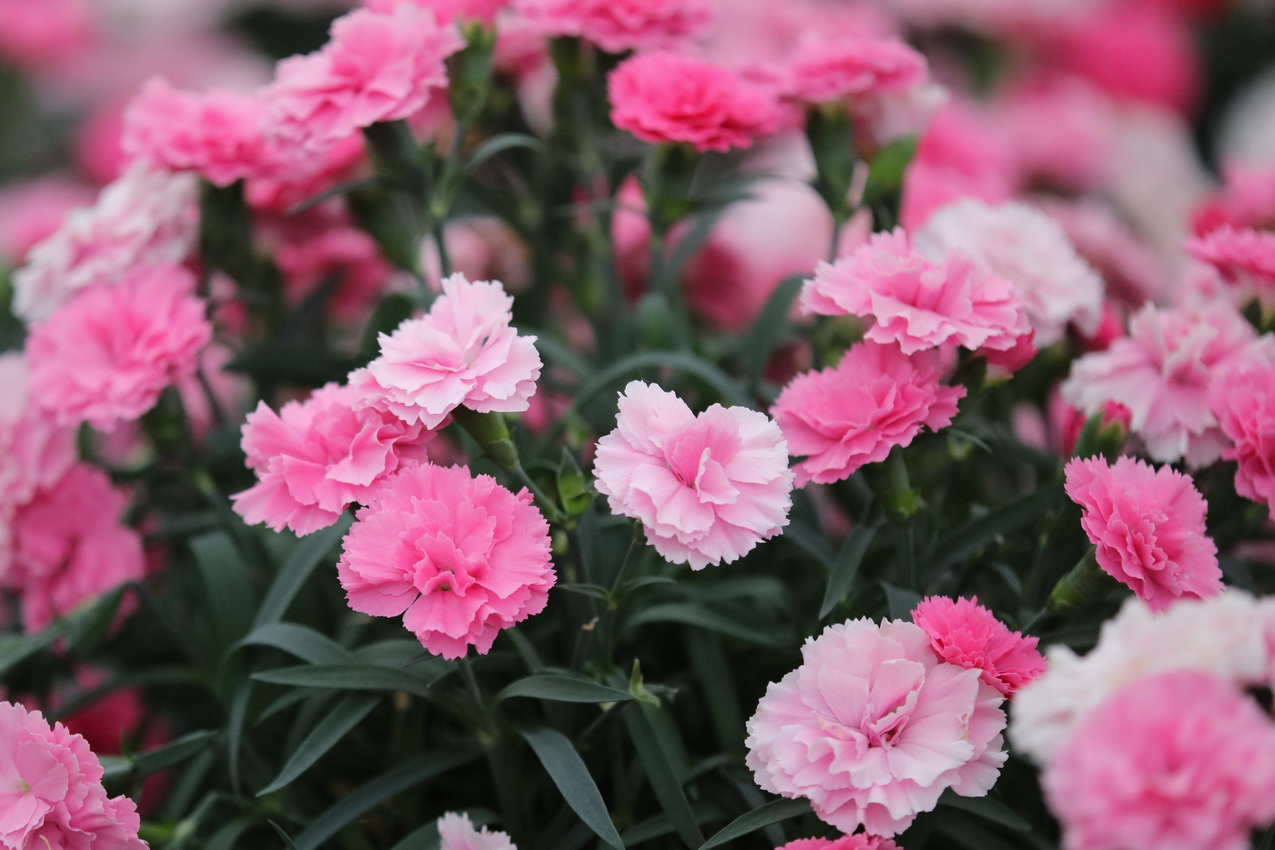 Neilikat – Laurilan Puutarha