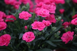 Neilikat – Laurilan Puutarha